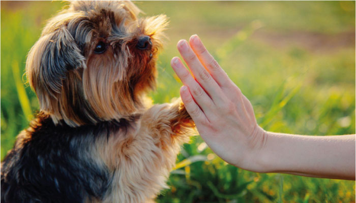 Tips to Help Your Pet Training Business Thrive - LendingUSA